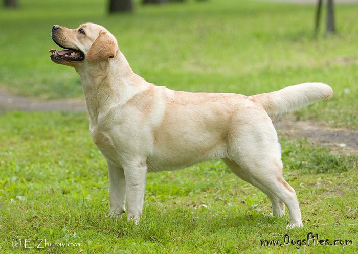 Ridge View Touchdown Pedigree Database Labrador Retriever