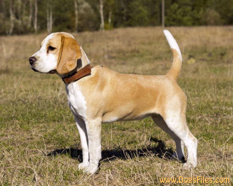 Pedigree database Beagle