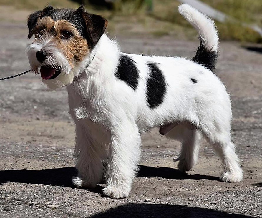 MOYA BRITANIYA TSEZARIO HATLY » База собак Джек-рассел-терьер;