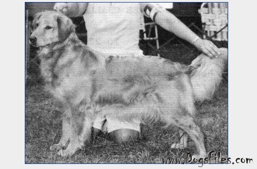 CUMMINGS' GOLD-RUSH CHARLIE » Pedigree database Golden Retriever;