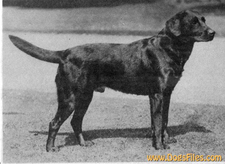BANCHORY BOLO -CAERHOWELL BULLY- » Pedigree database Labrador Retriever;
