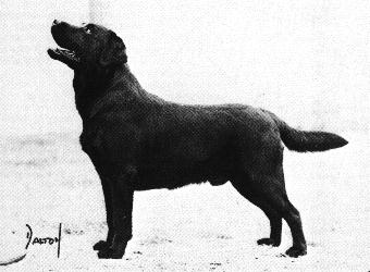 BALLYDUFF MARKETEER » Pedigree database Labrador Retriever;