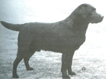 SANDYLANDS TWEED OF BLAIRCOURT » Pedigree database Labrador Retriever;