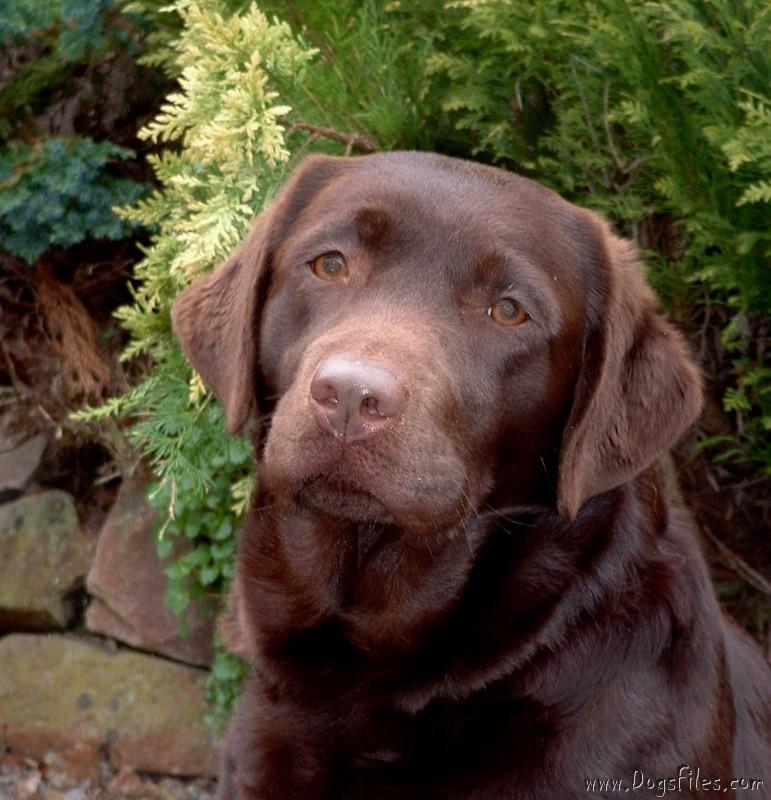 CHABLAIS SHOW ME THE WAY WEB » Pedigree database Labrador Retriever;