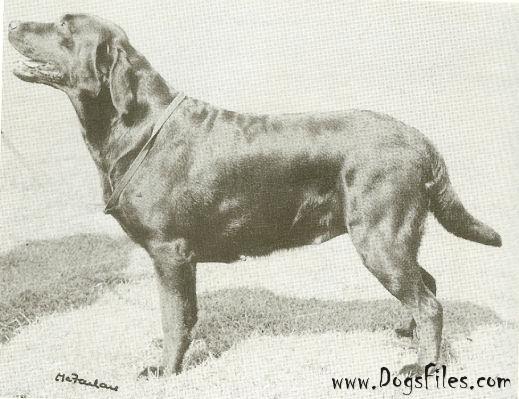 BALLYDUFF MARKETEER » Pedigree database Labrador Retriever;