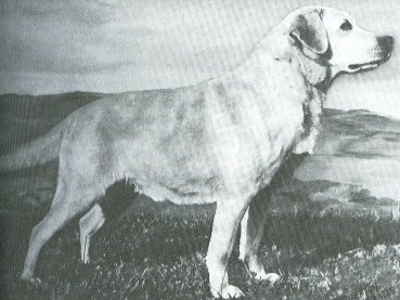 SANDYLANDS TWEED OF BLAIRCOURT » Pedigree database Labrador Retriever;