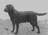 SANDYLANDS TWEED OF BLAIRCOURT » Pedigree database Labrador Retriever;