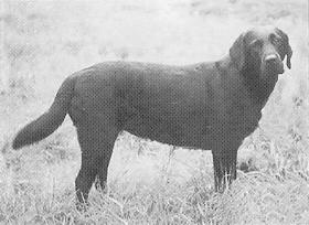 SANDYLANDS TWEED OF BLAIRCOURT » Pedigree database Labrador Retriever;