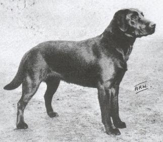 SANDYLANDS TWEED OF BLAIRCOURT » Pedigree database Labrador Retriever;