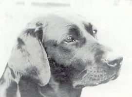 SANDYLANDS TWEED OF BLAIRCOURT » Pedigree database Labrador Retriever;