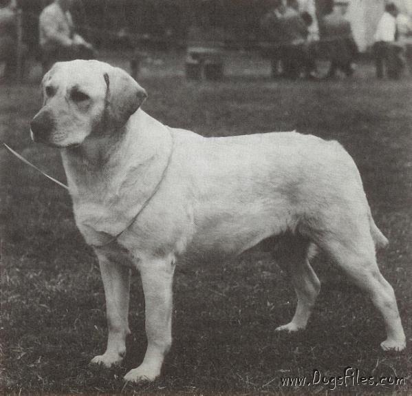 SANDYLANDS TWEED OF BLAIRCOURT » Pedigree database Labrador Retriever;