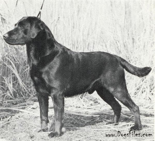 SANDYLANDS TWEED OF BLAIRCOURT » Pedigree database Labrador Retriever;