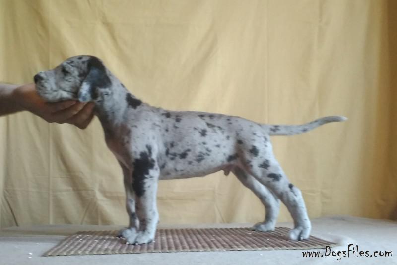 Platinum Merle Great Dane