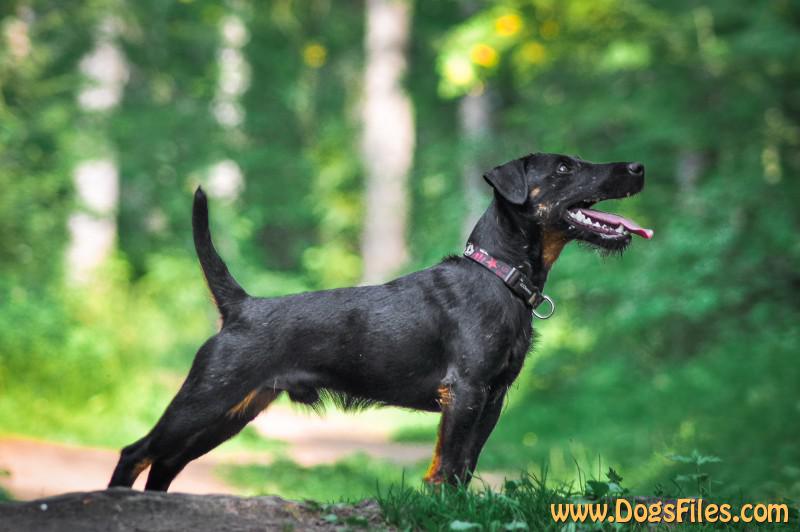 Pedigree database Deutscher Jagdterrier (German Hunting Terrier)