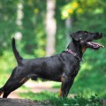 Pedigree database Deutscher Jagdterrier (German Hunting Terrier)