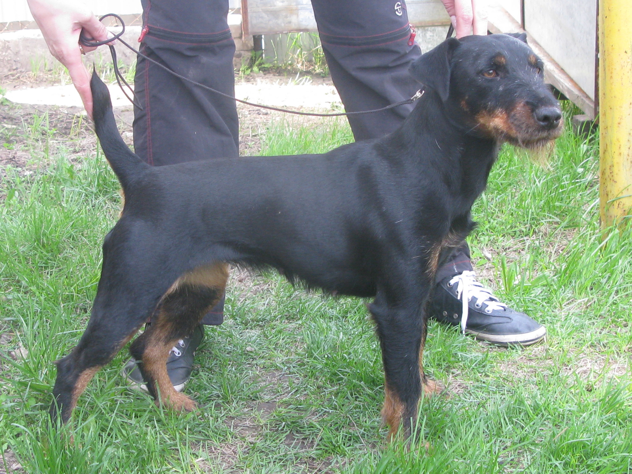 Pedigree database Deutscher Jagdterrier (German Hunting Terrier)
