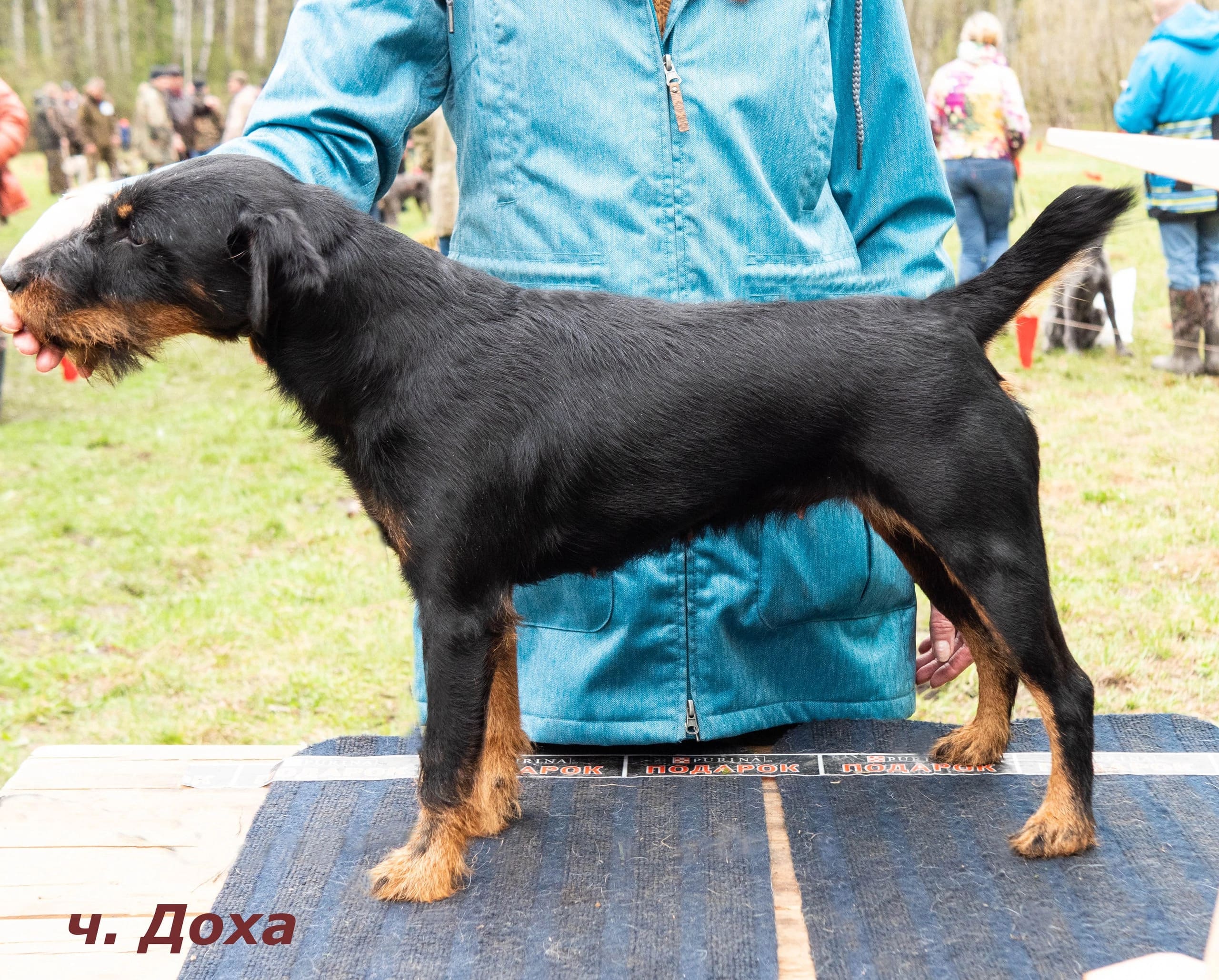 Pedigree database Deutscher Jagdterrier (German Hunting Terrier)
