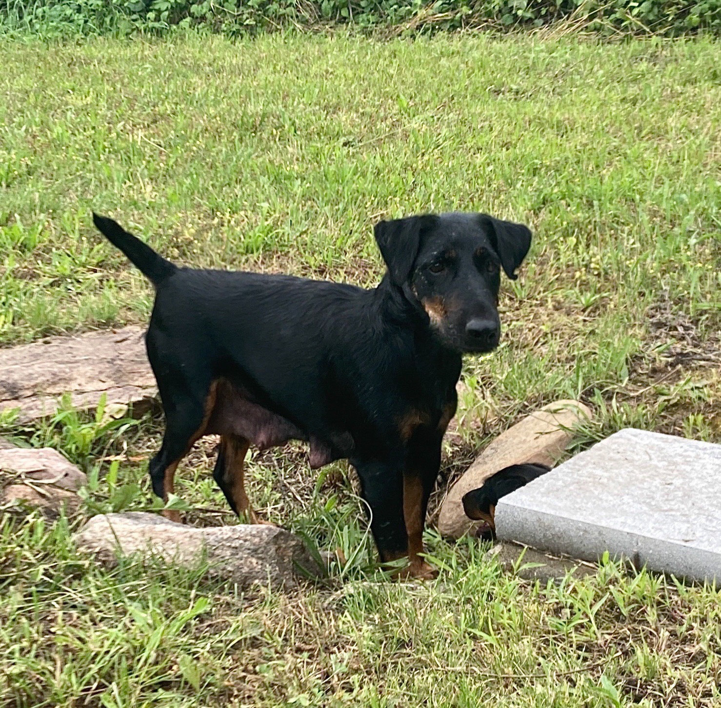 Pedigree database Deutscher Jagdterrier (German Hunting Terrier)