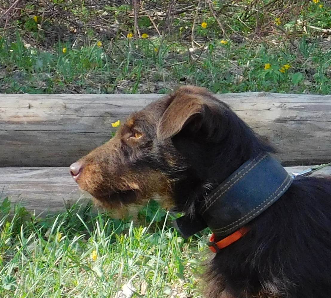 Pedigree database Deutscher Jagdterrier (German Hunting Terrier)