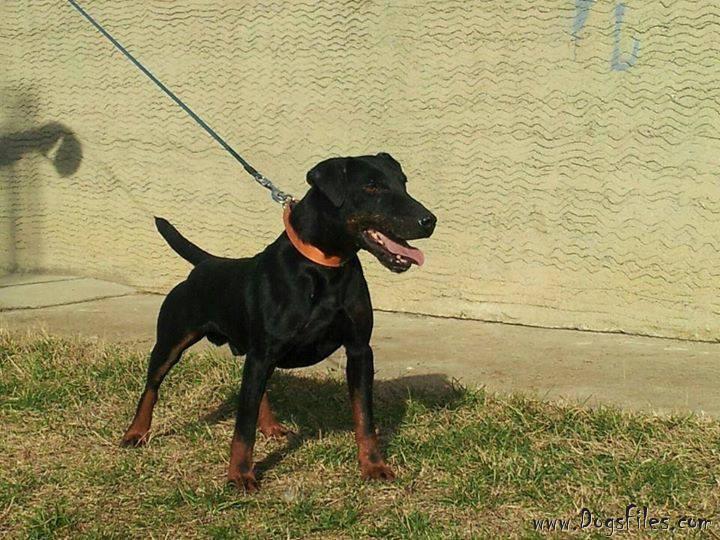 THE CUMBERLAND PACK ROXY » Pedigree database Deutscher Jagdterrier ...