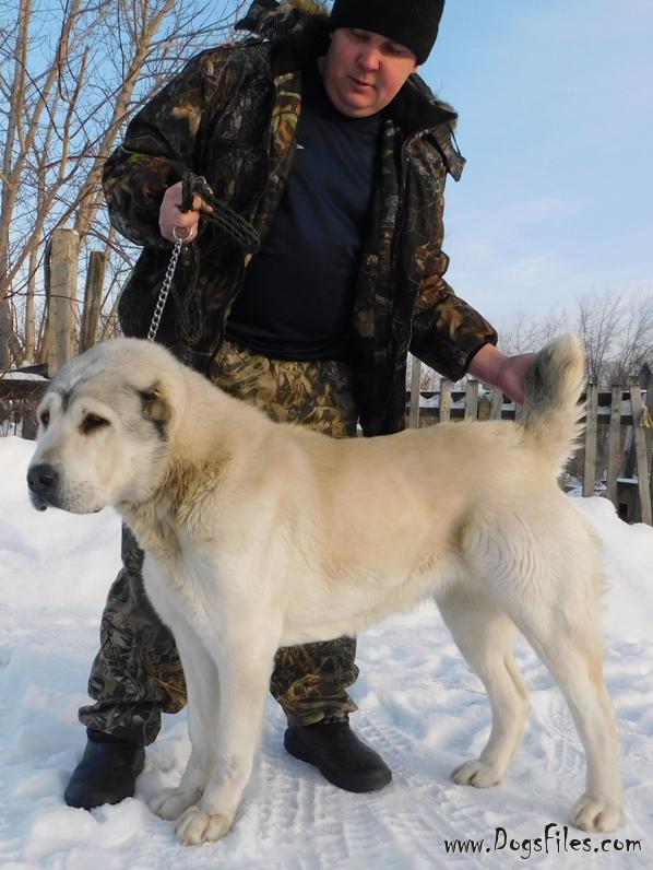 ZARAVSHAN SIMA » Pedigree database Central Asia Shepherd Dog;