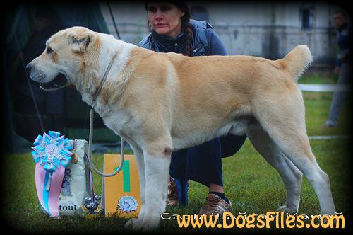 SHER-GIZ ZHOLBORS » Pedigree database Central Asia Shepherd Dog;