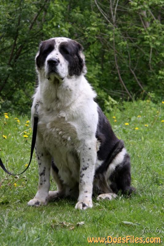 SHER-GIZ ZHOLBORS » Pedigree database Central Asia Shepherd Dog;