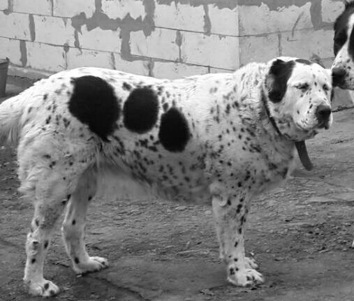 Pedigree database Central Asia Shepherd Dog