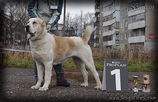 SHER-GIZ ZHOLBORS » Pedigree database Central Asia Shepherd Dog;