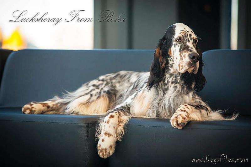 LUCKSHERAY FROM ROLEX » Pedigree database English Setter;