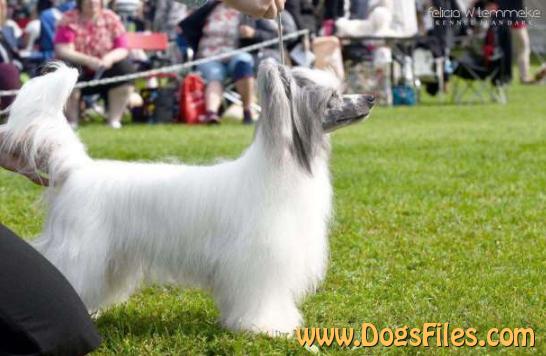 Pedigree database Chinese Crested dog