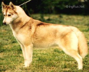 INNISFREE'S SIERRA CINNAR » Pedigree database Siberian Husky;