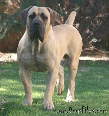MIDDELPOS BOEL 1 » Pedigree database Boerboel;