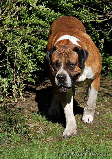 YSTERBERG BERETTA » Pedigree database Boerboel;