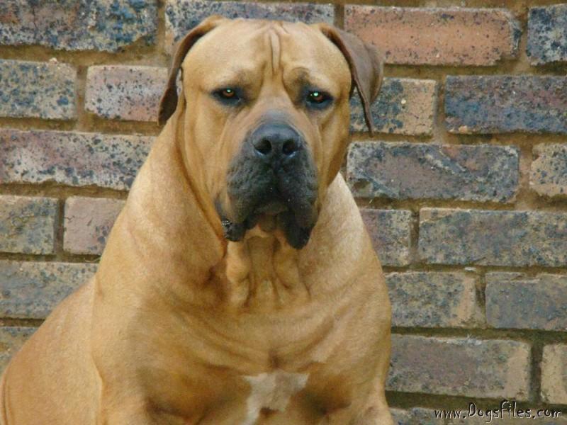 MIGHTY DUKKAH » Pedigree database Boerboel;