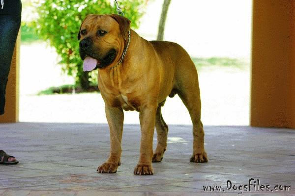 MIGHTY DUKKAH » Pedigree database Boerboel;