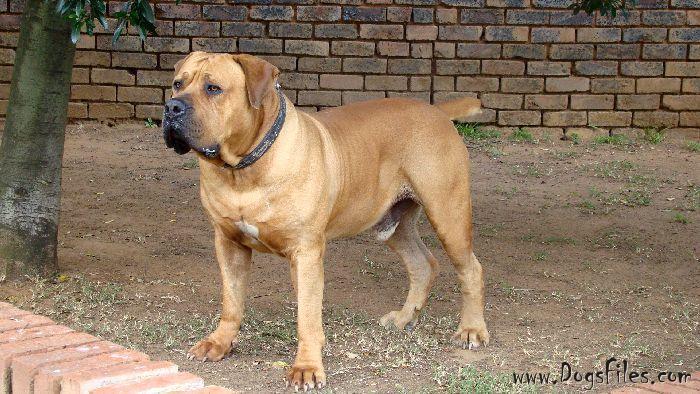 MIGHTY DUKKAH » Pedigree database Boerboel;
