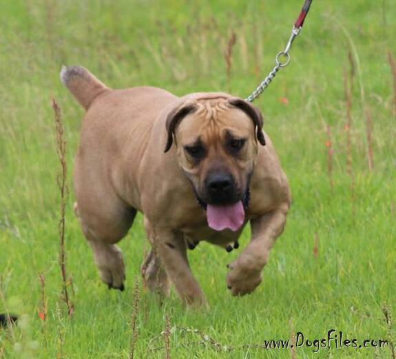 GROENBERG RAMBO » Pedigree database Boerboel;