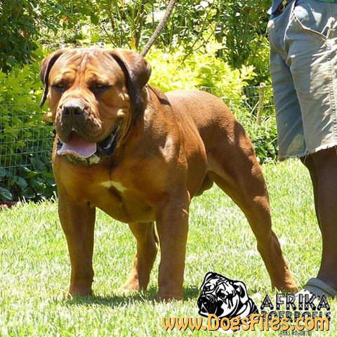 GROENBERG RAMBO » Pedigree database Boerboel;