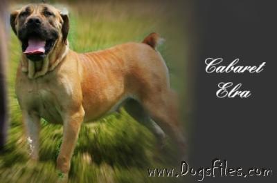 SPITSVUUR RAMKAT » Pedigree database Boerboel;