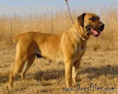 YSTERBERG MOUZER BULLA » Pedigree database Boerboel;