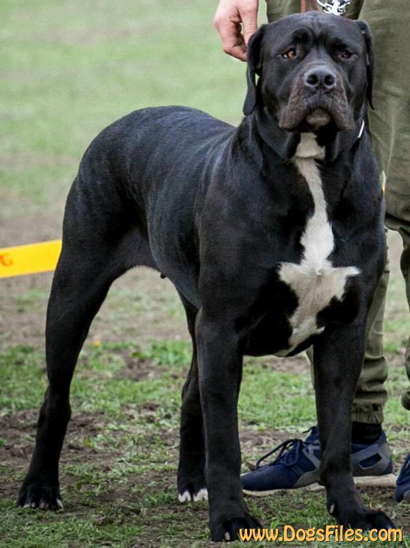 Pedigree database Boerboel