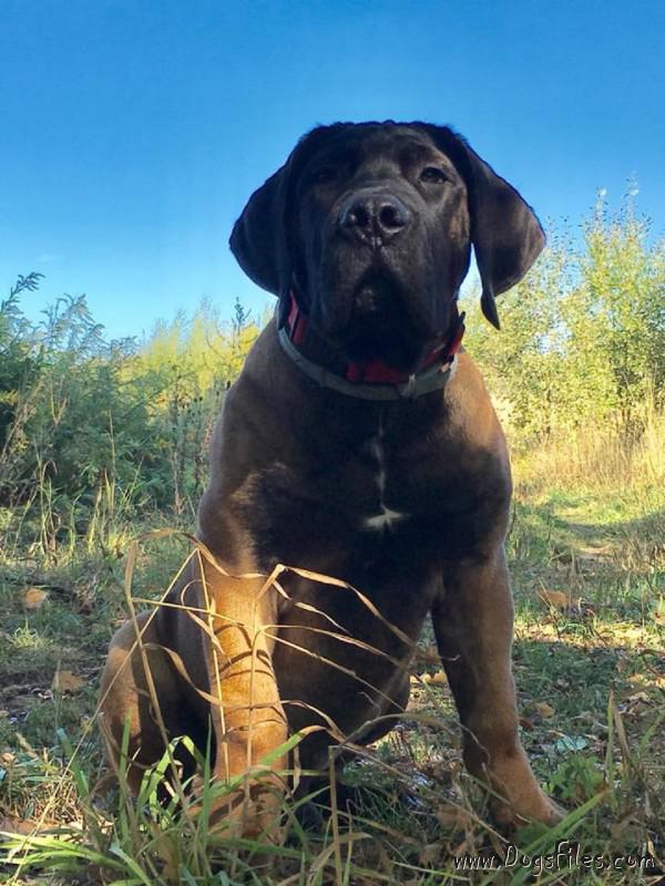 What Is An Australian Bandog