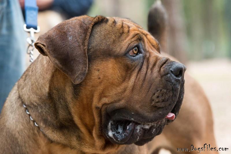 MIDDELPOS OENNO » Pedigree database Boerboel;