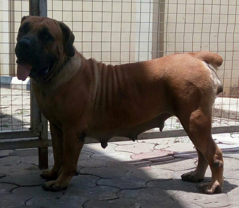 SPITSVUUR RAMKAT » Pedigree database Boerboel;