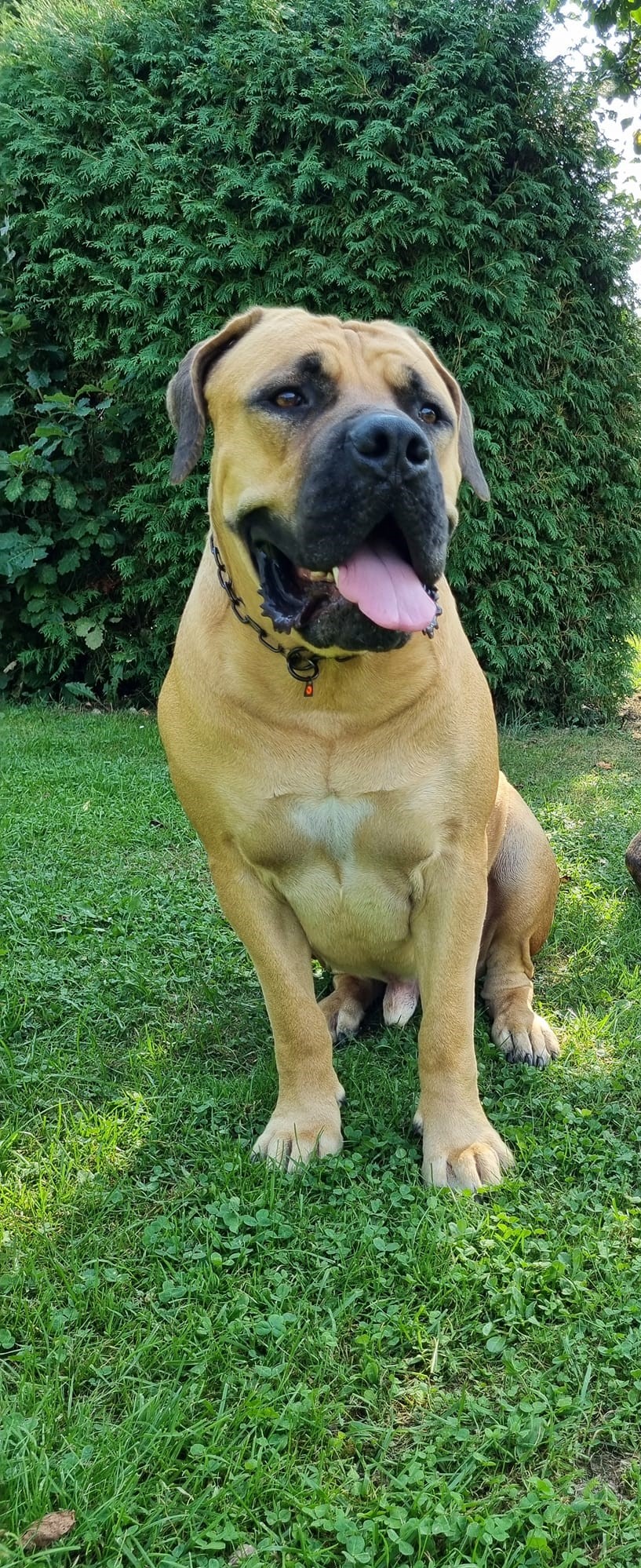 Pedigree database Boerboel
