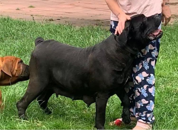 SPITSVUUR RAMKAT » Pedigree database Boerboel;