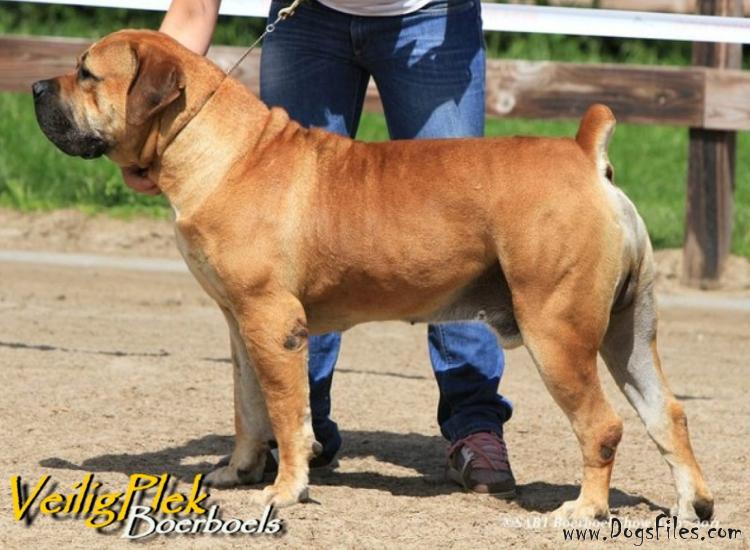 LIONHEART'S WOLFMAN JACK » Pedigree database Boerboel;