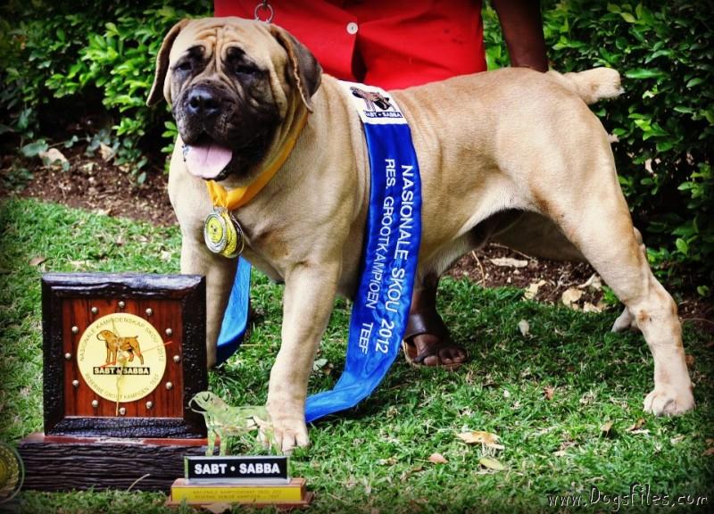 SPITSVUUR RAMKAT » Pedigree database Boerboel;