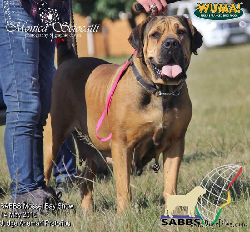 GROENBERG RAMBO » Pedigree database Boerboel;